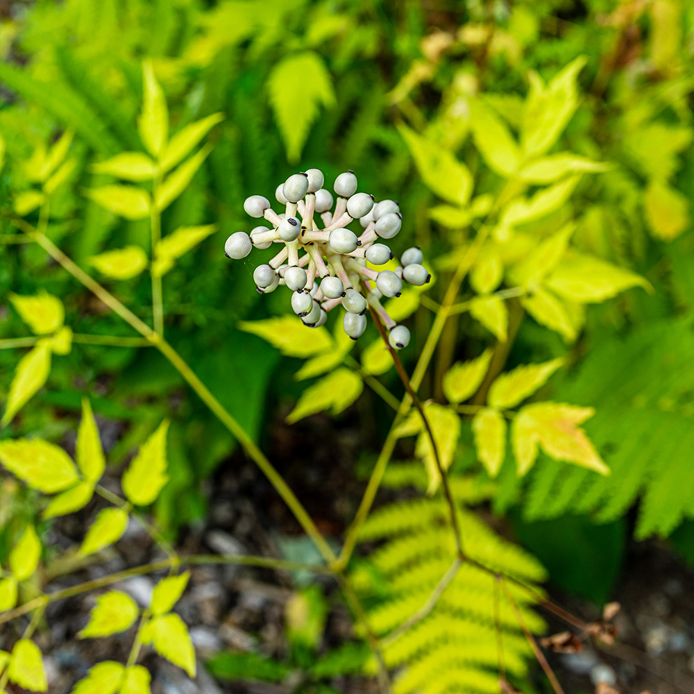 Actaea pachypoda – Native Gardens of Blue Hill