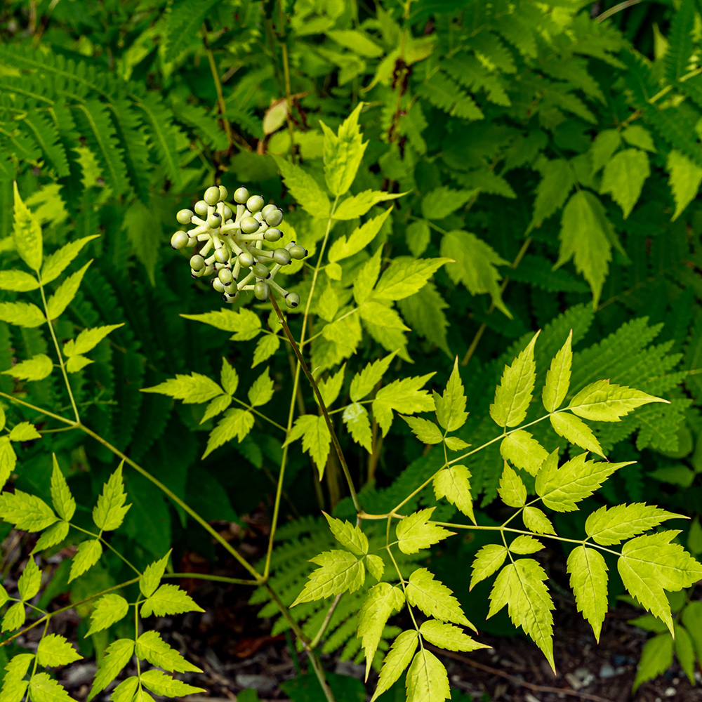 Actaea pachypoda – Native Gardens of Blue Hill
