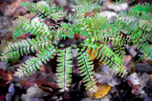 Adiantum pedatum – Native Gardens of Blue Hill
