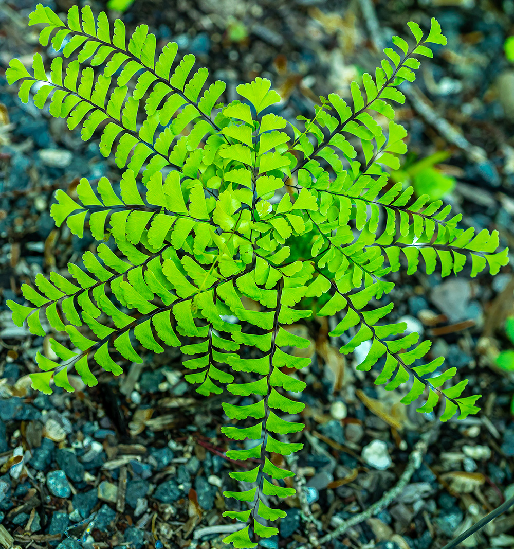 Adiantum pedatum – Native Gardens of Blue Hill