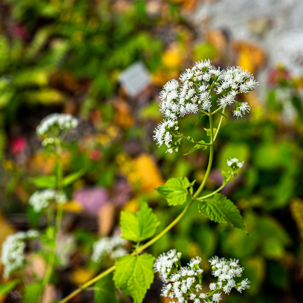 Ageratina altissima – Native Gardens of Blue Hill