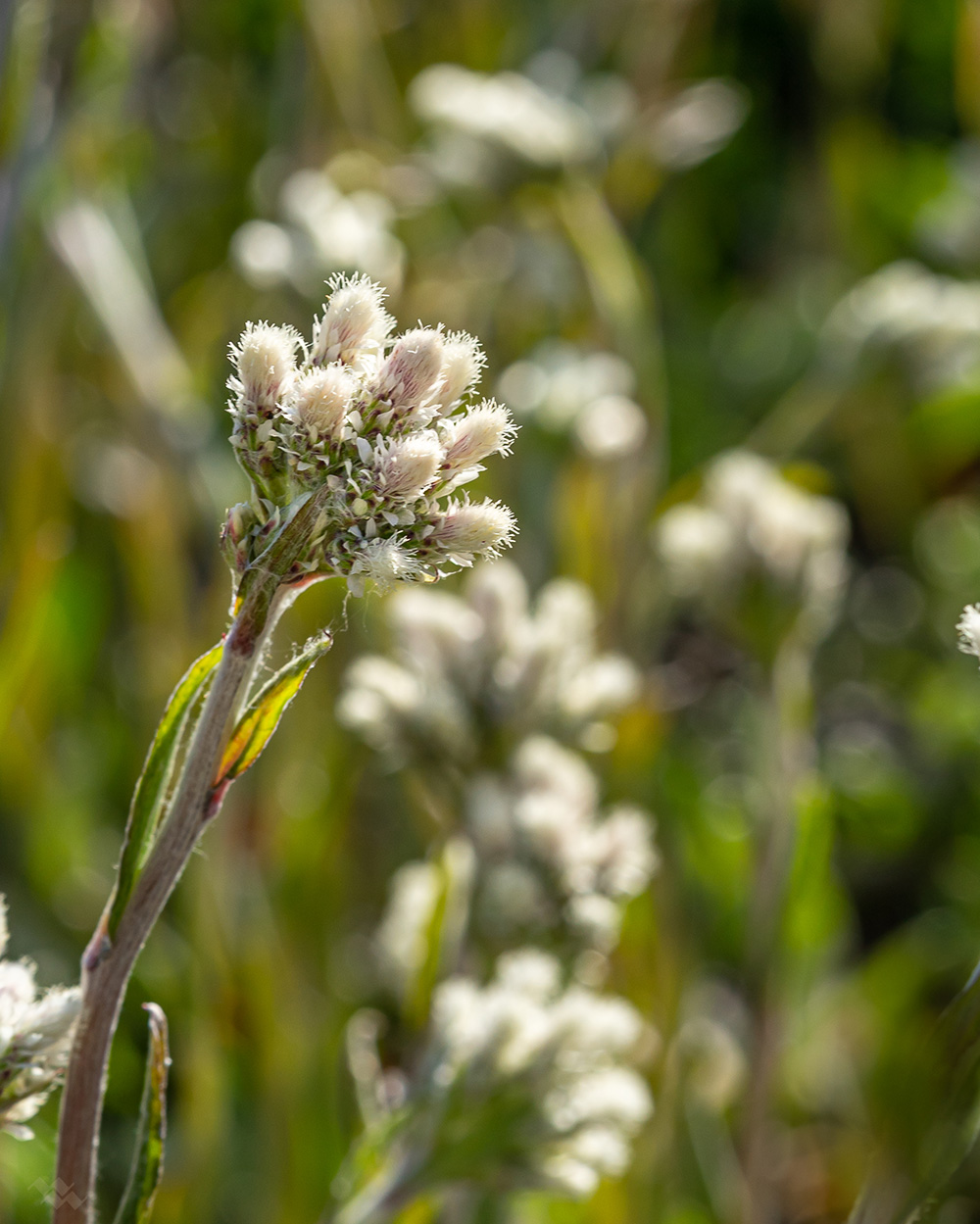 Antennaria plantaginifolia – Native Gardens of Blue Hill