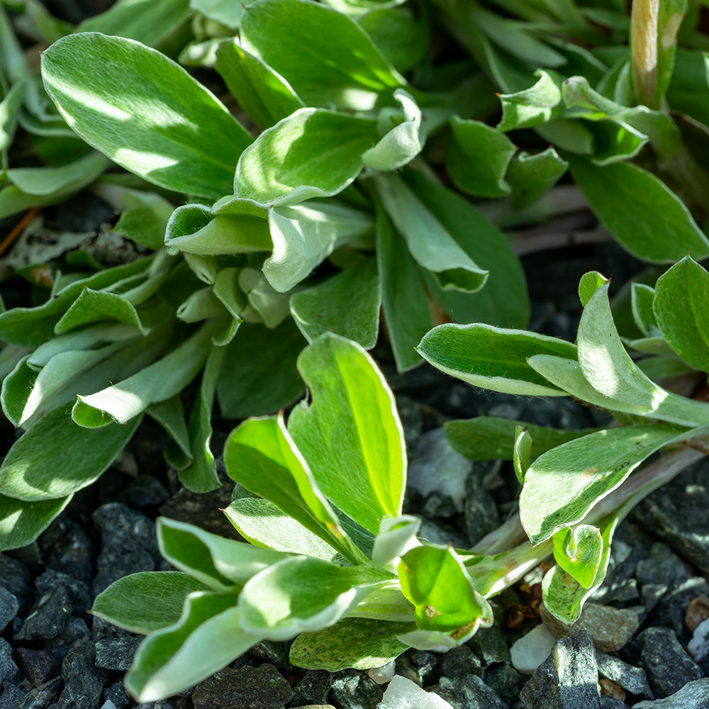 Antennaria plantaginifolia – Native Gardens of Blue Hill