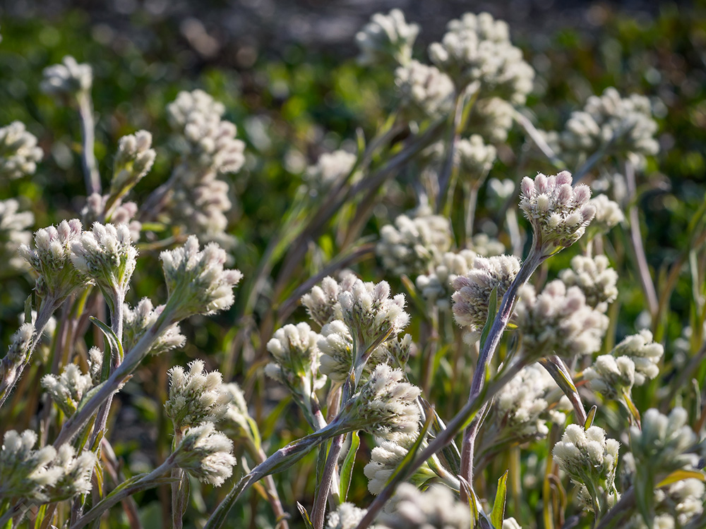 Antennaria plantaginifolia – Native Gardens of Blue Hill