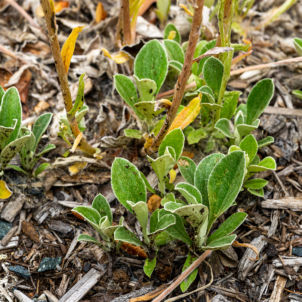 Antennaria plantaginifolia – Native Gardens of Blue Hill
