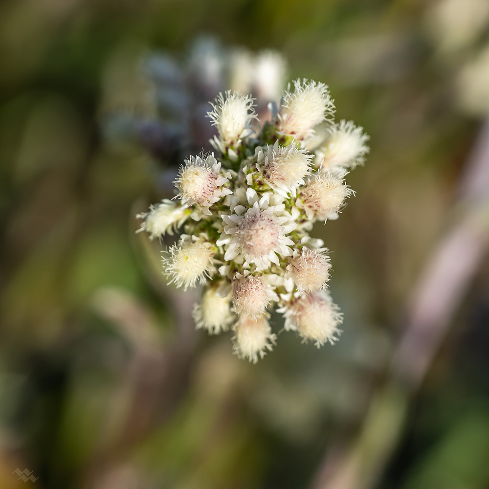 Antennaria plantaginifolia – Native Gardens of Blue Hill