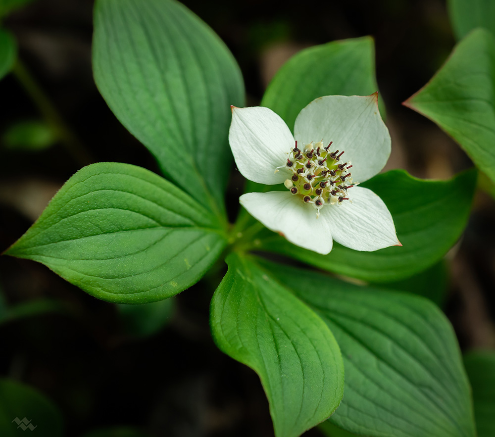 Chamaepericlymenum canadense – Native Gardens of Blue Hill
