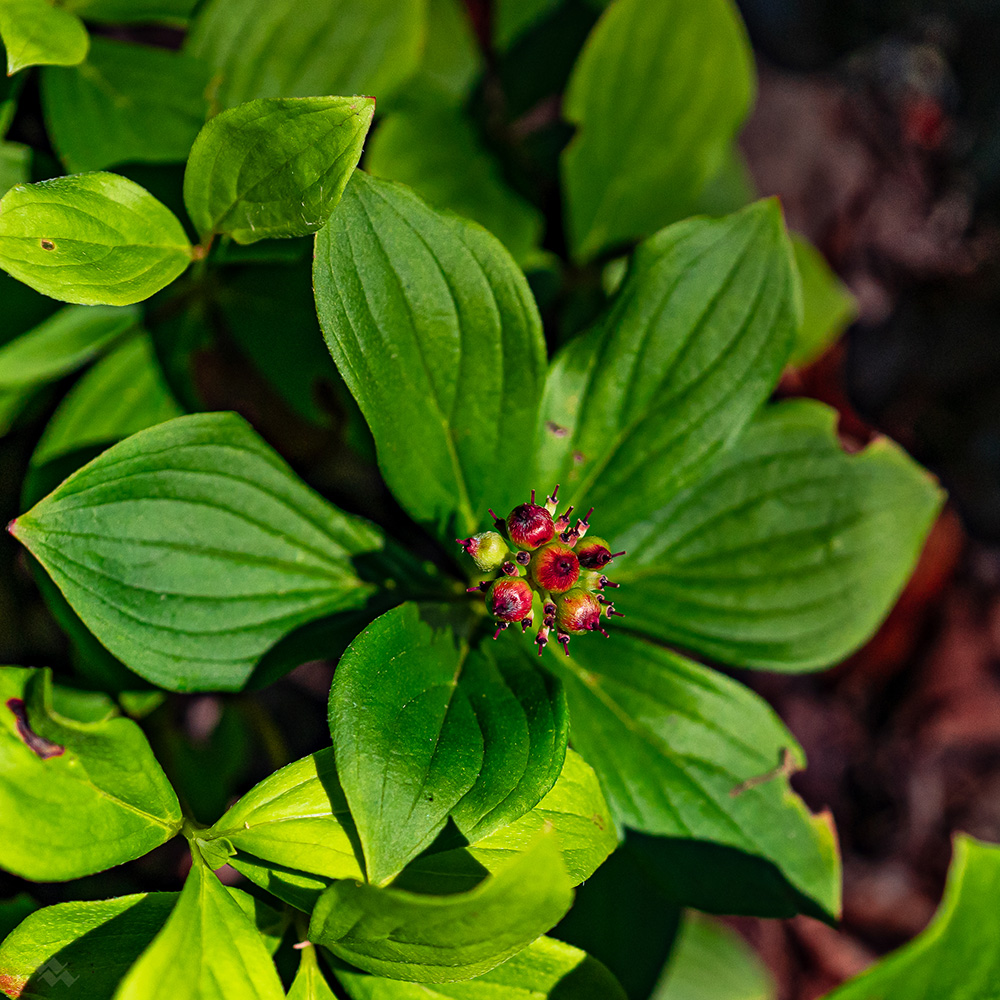 Chamaepericlymenum canadense – Native Gardens of Blue Hill