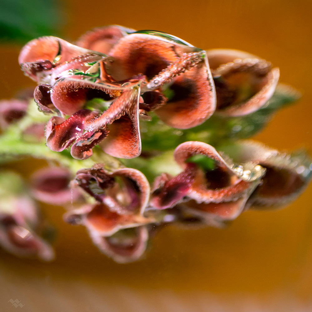 Apios americana – Native Gardens of Blue Hill