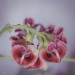 Apios americana – Native Gardens of Blue Hill