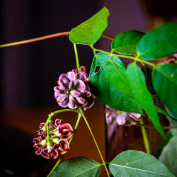 Apios americana – Native Gardens of Blue Hill