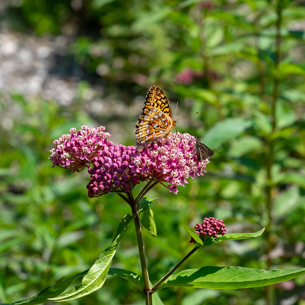 Asclepias incarnata – Native Gardens of Blue Hill
