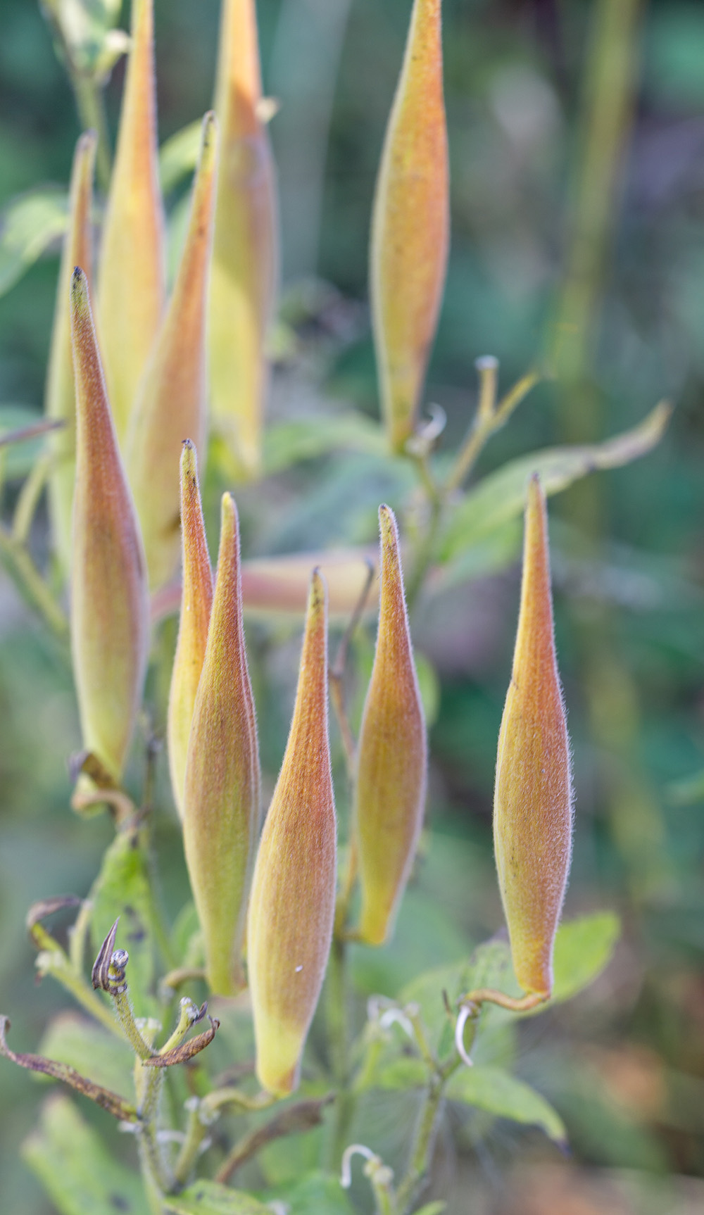 Asclepias tuberosa – Native Gardens of Blue Hill