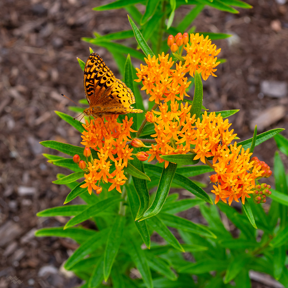 Asclepias tuberosa – Native Gardens of Blue Hill