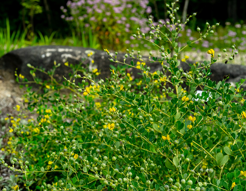 Baptisia tinctoria – Native Gardens of Blue Hill
