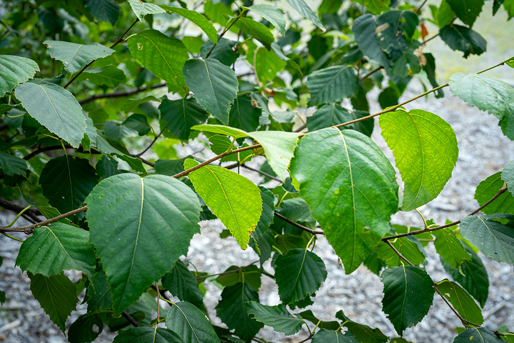 Betula papyrifera – Native Gardens of Blue Hill