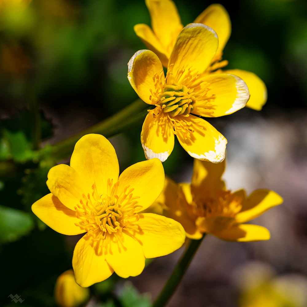 Caltha palustris – Native Gardens of Blue Hill