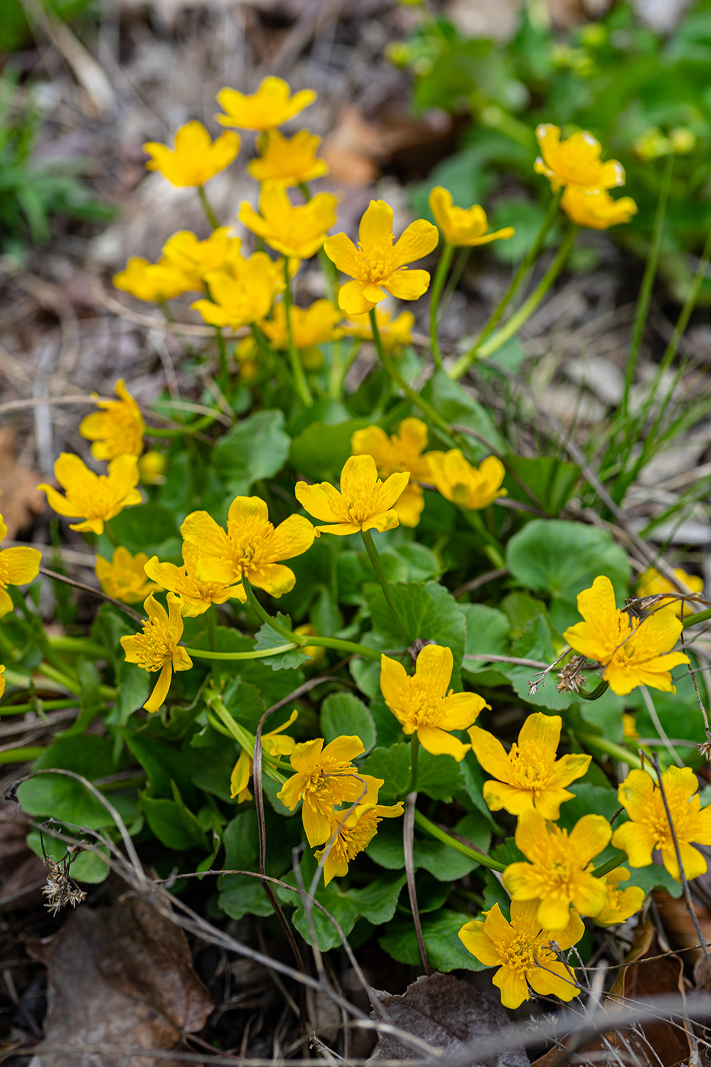 Caltha palustris – Native Gardens of Blue Hill
