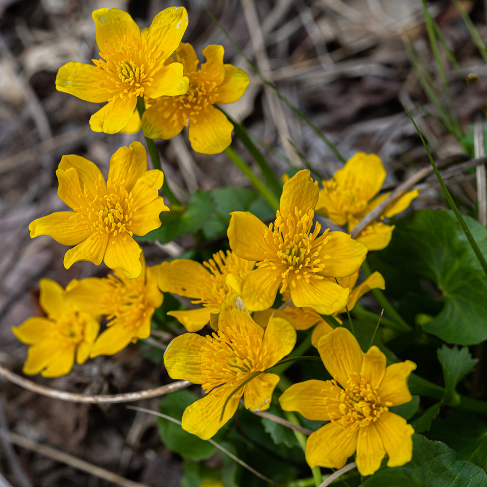 Caltha palustris – Native Gardens of Blue Hill