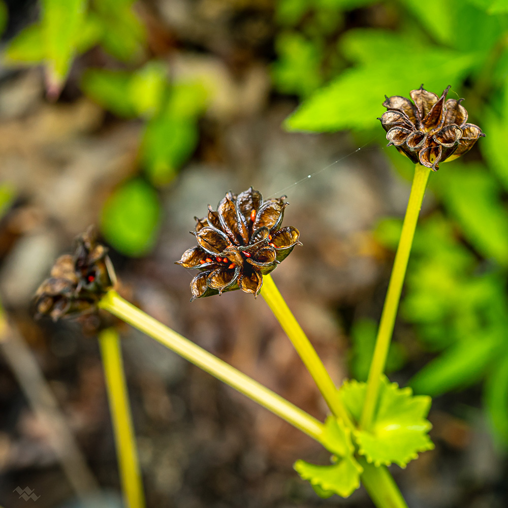 Caltha palustris – Native Gardens of Blue Hill