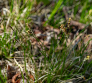 Carex pensylvanica – Native Gardens of Blue Hill