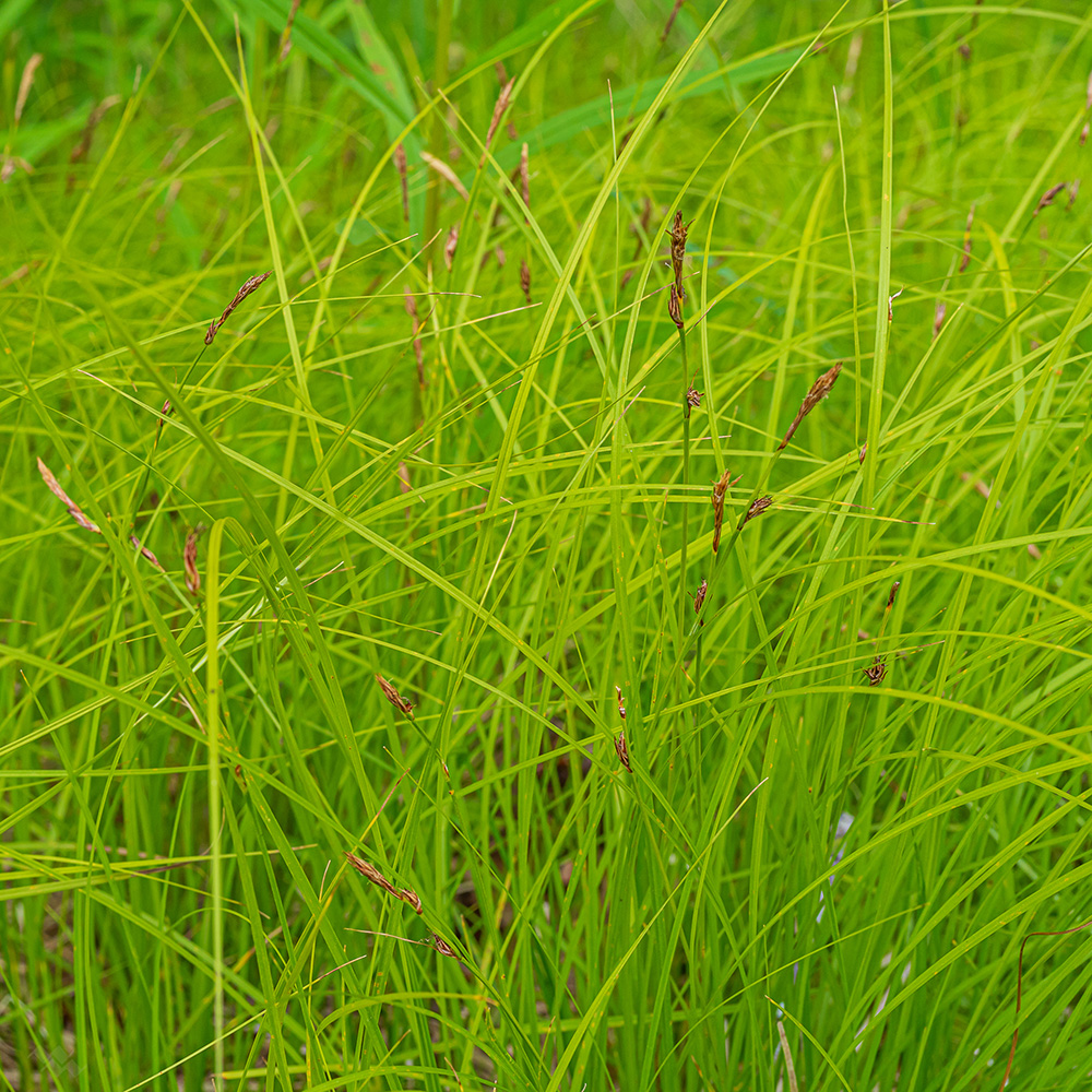 Carex pensylvanica – Native Gardens of Blue Hill