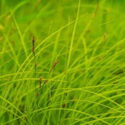 Carex pensylvanica – Native Gardens of Blue Hill