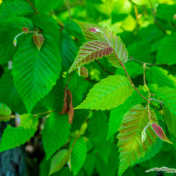 Carpinus caroliniana – Native Gardens of Blue Hill