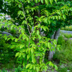 Carpinus caroliniana – Native Gardens of Blue Hill