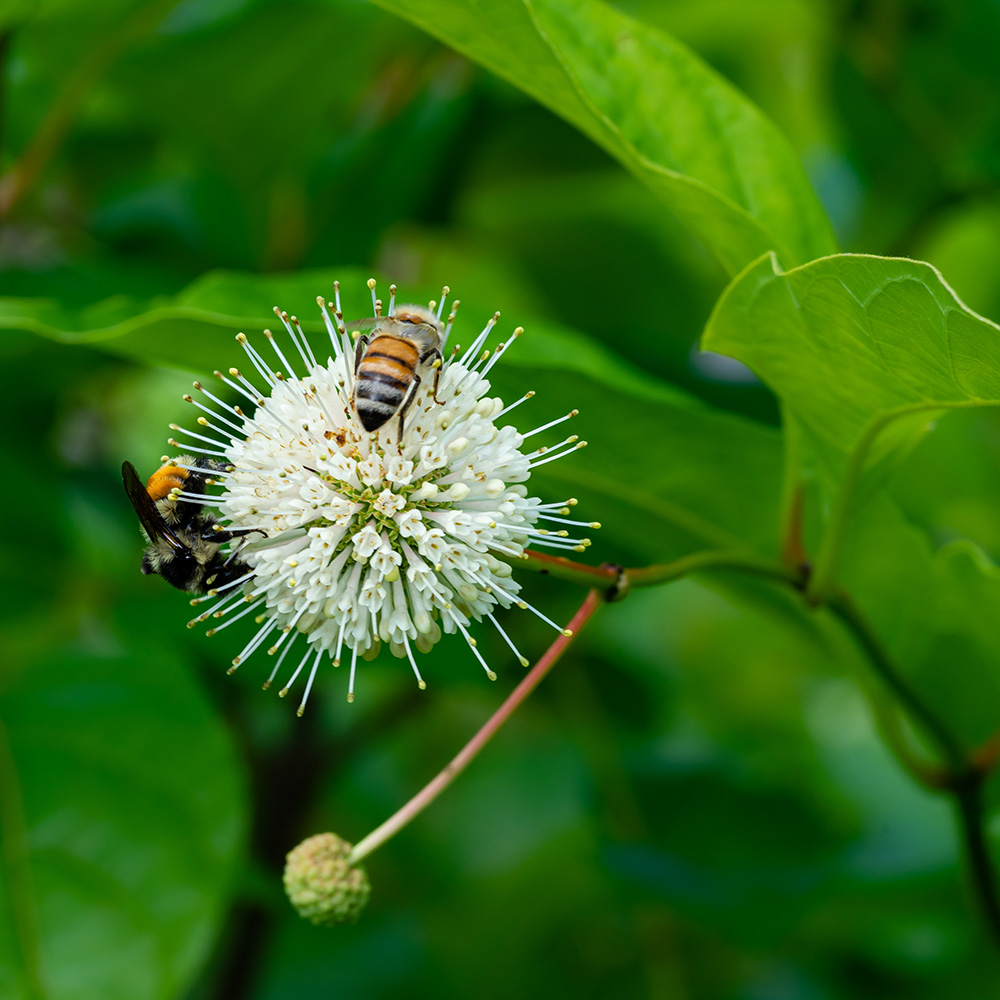 Cephalanthus occidentalis – Native Gardens of Blue Hill