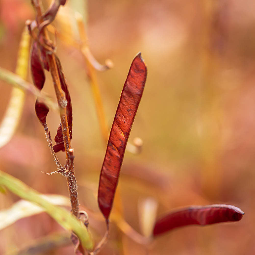 Chamaecrista fasciculata – Native Gardens of Blue Hill