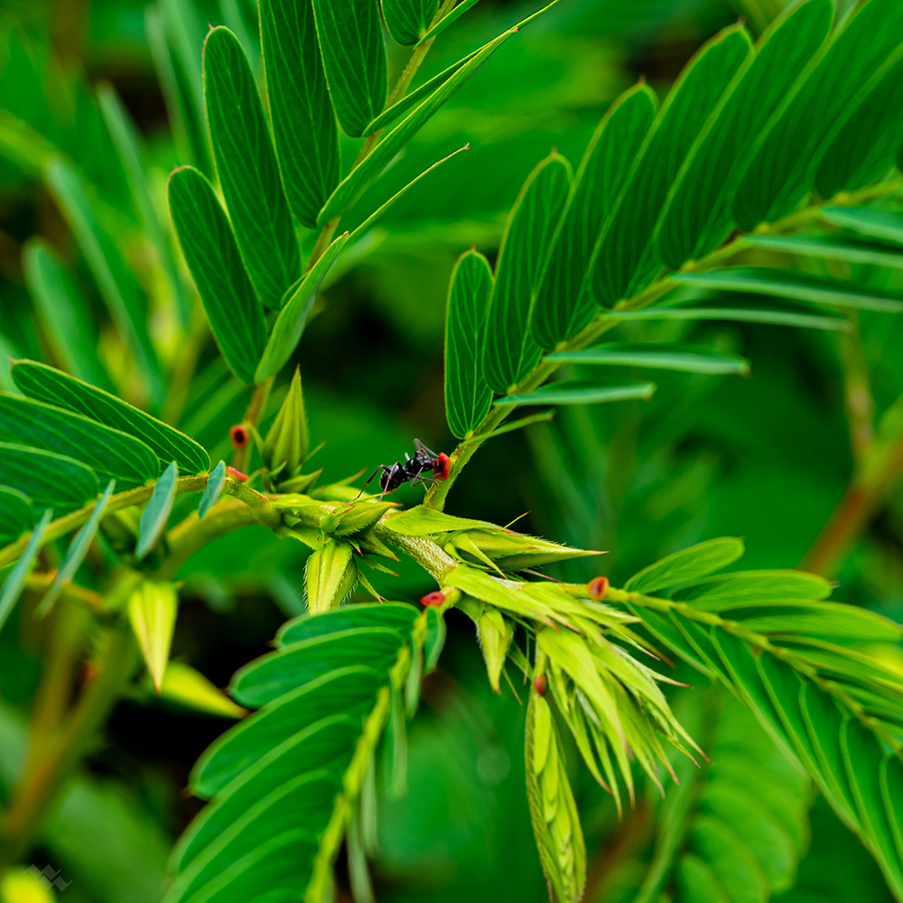 Chamaecrista fasciculata – Native Gardens of Blue Hill