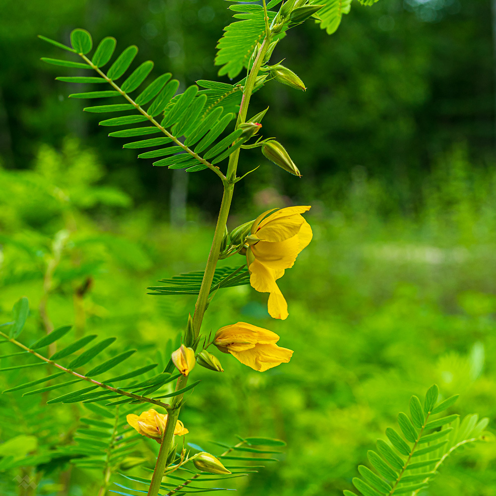 Chamaecrista fasciculata – Native Gardens of Blue Hill