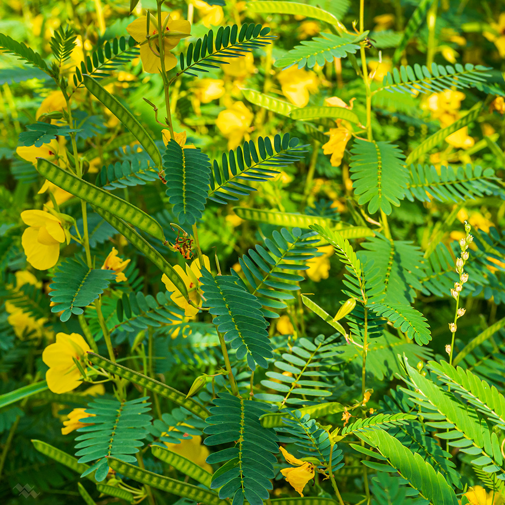 Chamaecrista fasciculata – Native Gardens of Blue Hill