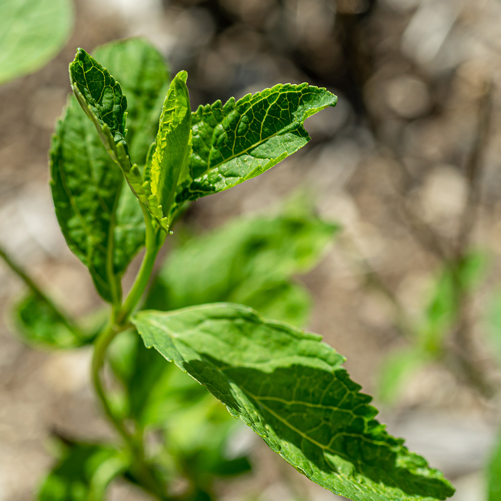 Chelone glabra – Native Gardens of Blue Hill