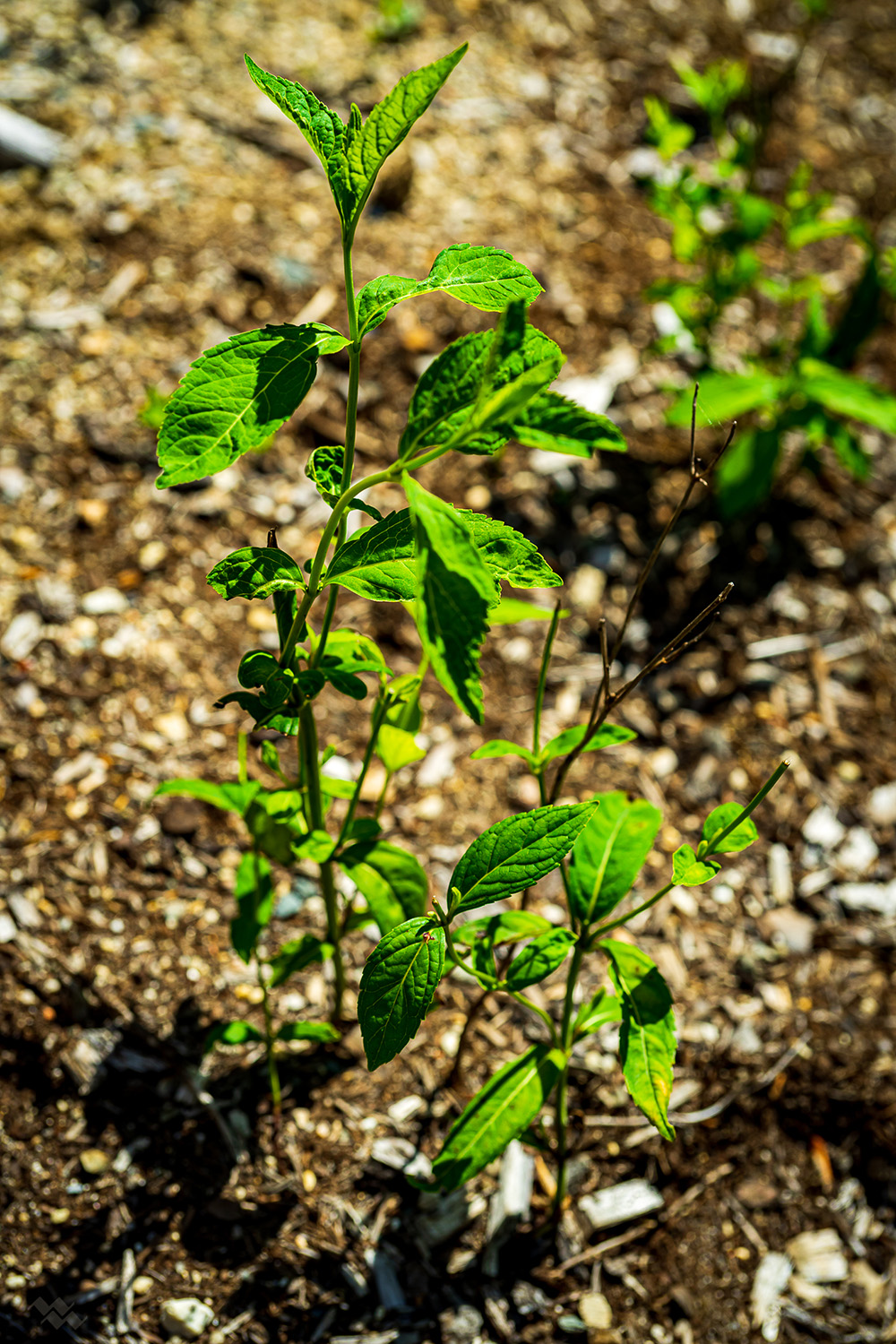 Chelone glabra – Native Gardens of Blue Hill