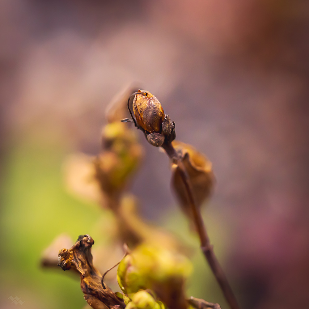 Chelone glabra – Native Gardens of Blue Hill