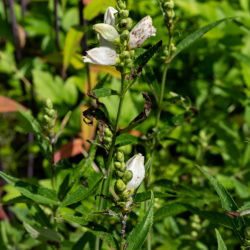 Chelone glabra – Native Gardens of Blue Hill