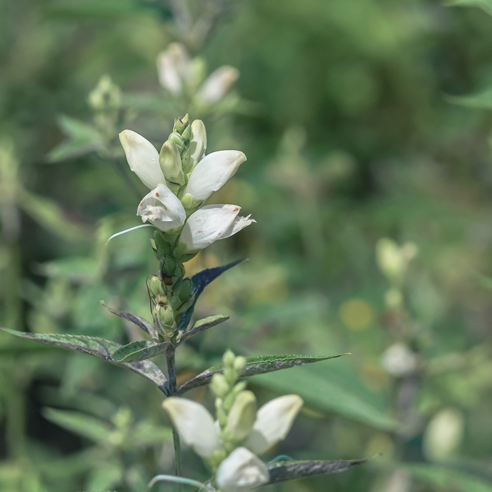Chelone glabra – Native Gardens of Blue Hill