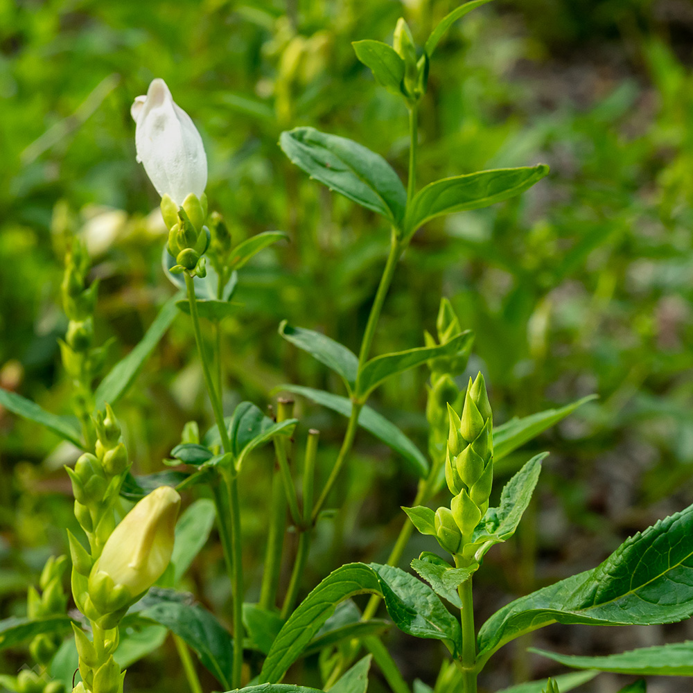 Chelone glabra – Native Gardens of Blue Hill