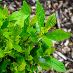 Clethra alnifolia – Native Gardens of Blue Hill