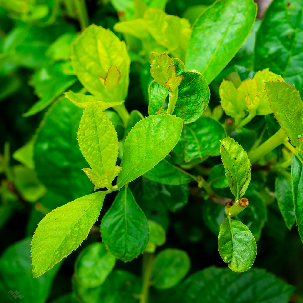 Clethra alnifolia – Native Gardens of Blue Hill