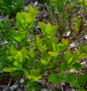 Clethra alnifolia – Native Gardens of Blue Hill