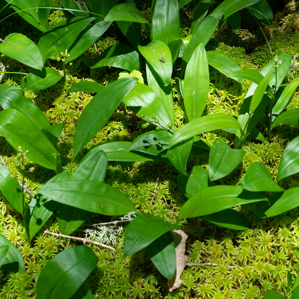 Clintonia borealis – Native Gardens of Blue Hill