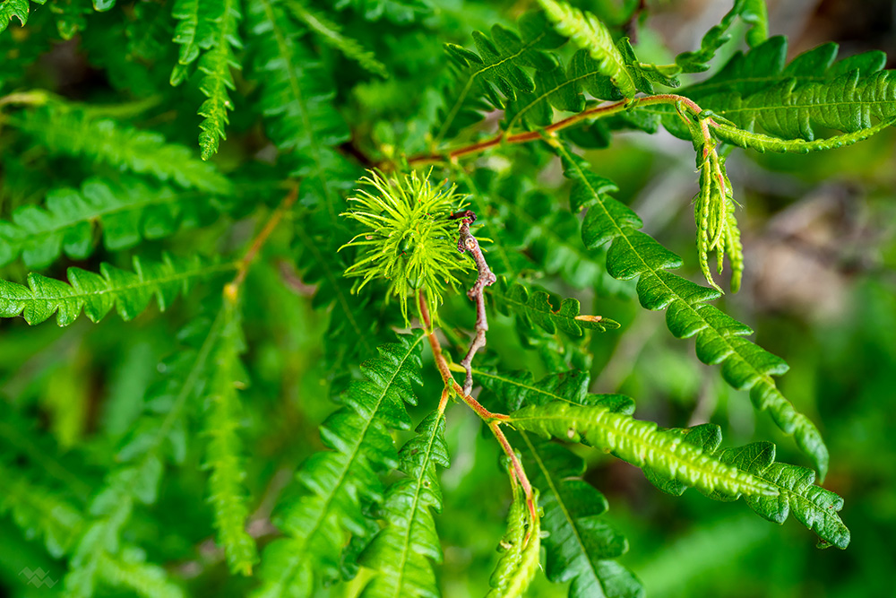 Comptonia peregrina – Native Gardens of Blue Hill