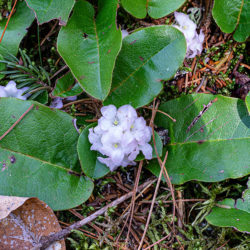 Epigaea repens – Native Gardens of Blue Hill