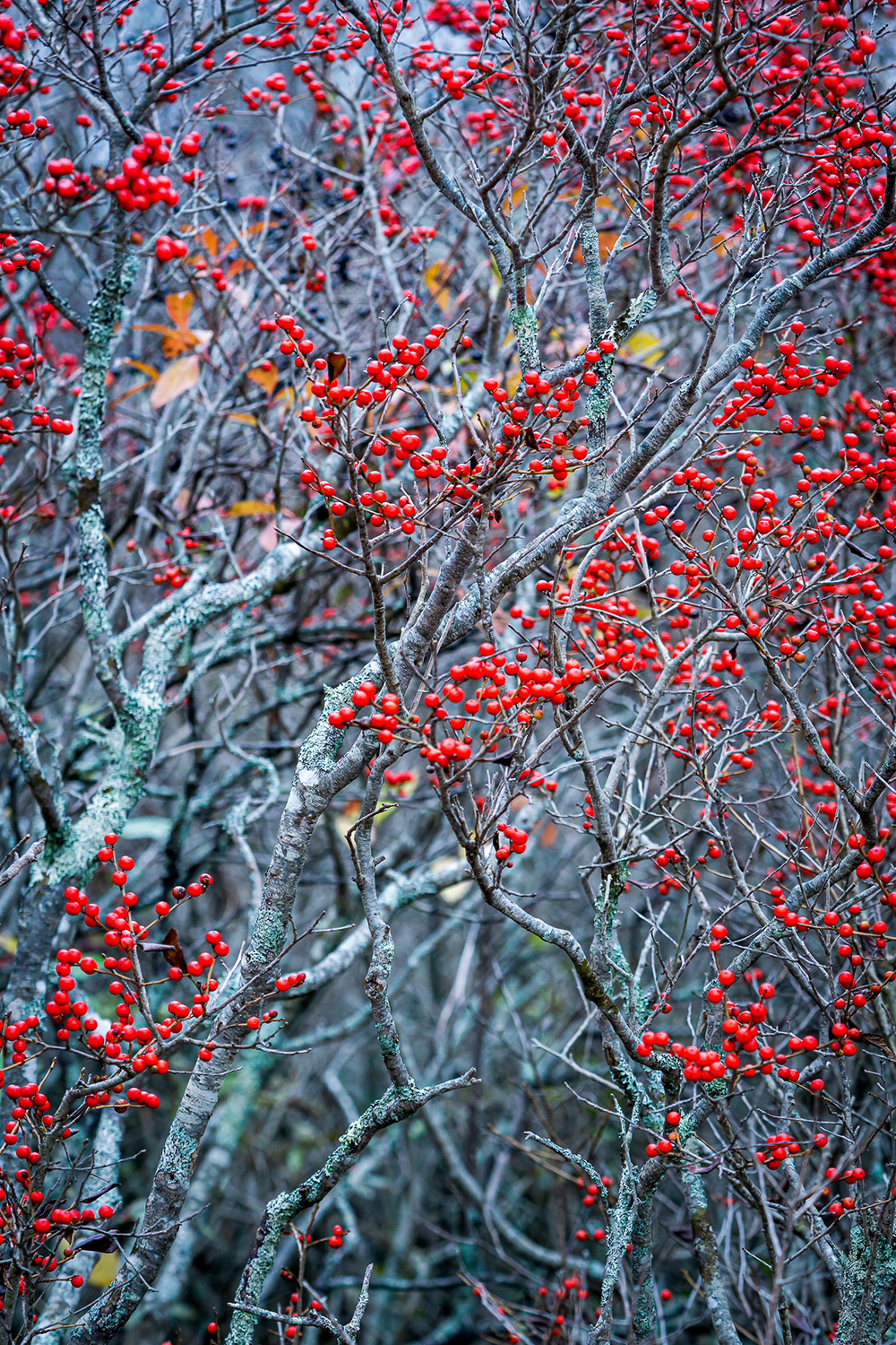 Ilex verticillata – Native Gardens of Blue Hill