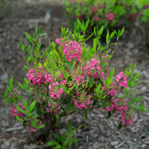 Kalmia angustifolia – Native Gardens of Blue Hill