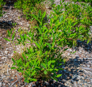 Kalmia angustifolia – Native Gardens of Blue Hill
