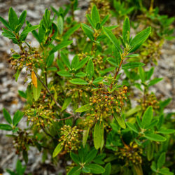 Kalmia angustifolia – Native Gardens of Blue Hill